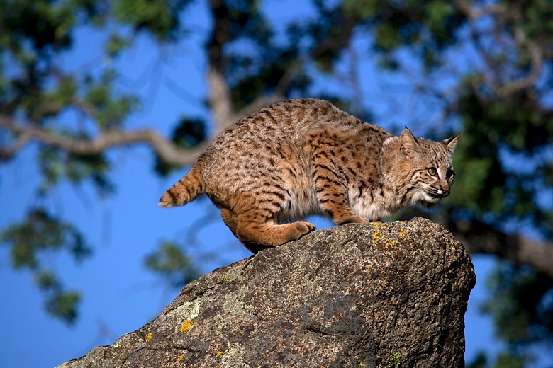 Crouching Bobcat