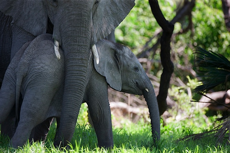 Elephant Hug