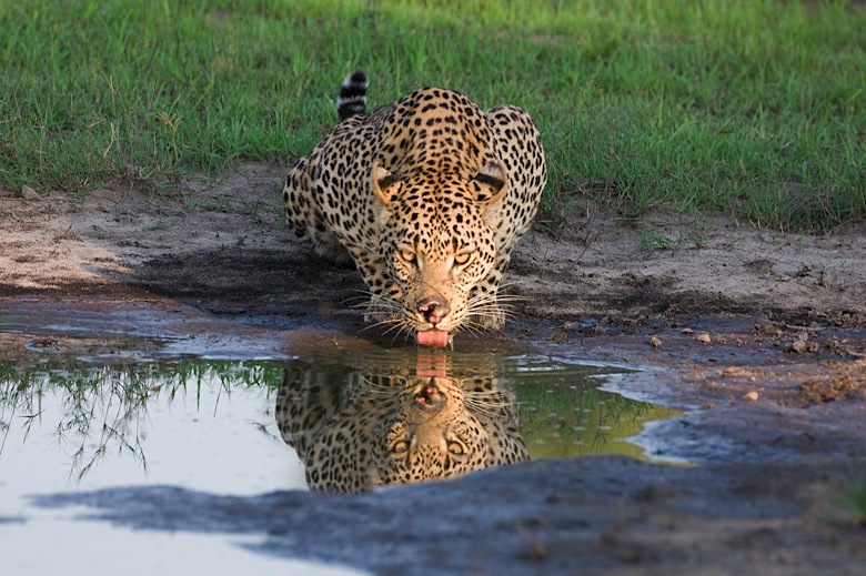 Leopard Reflection