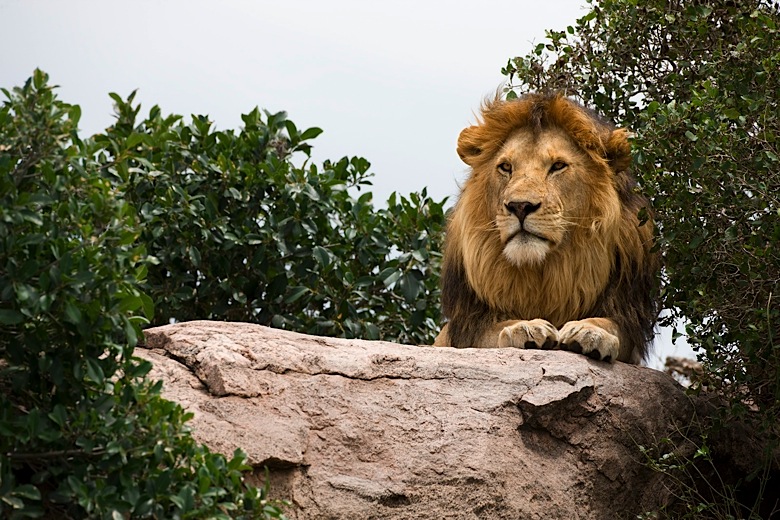Lion Perch