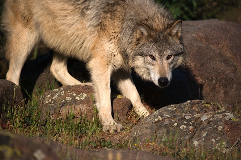 Majestic Wolf