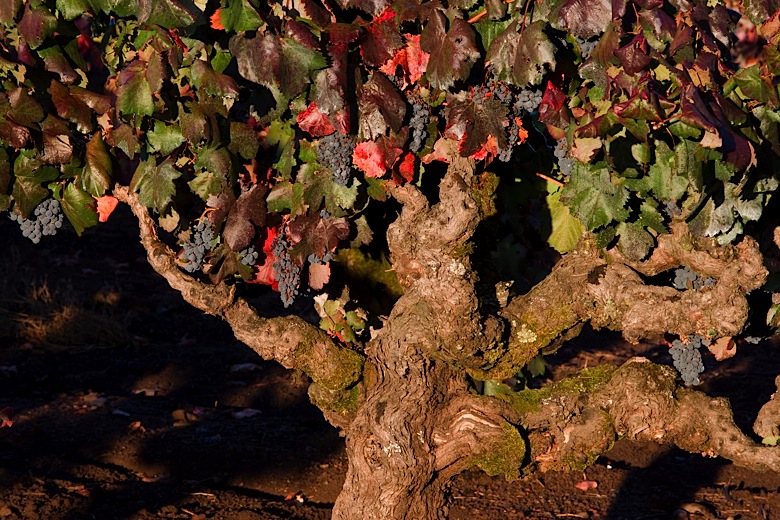 Oldest Grapevine In California