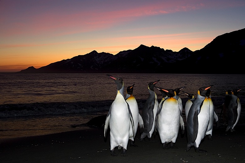 South Georgia Sunrise