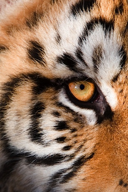 Tiger Eye