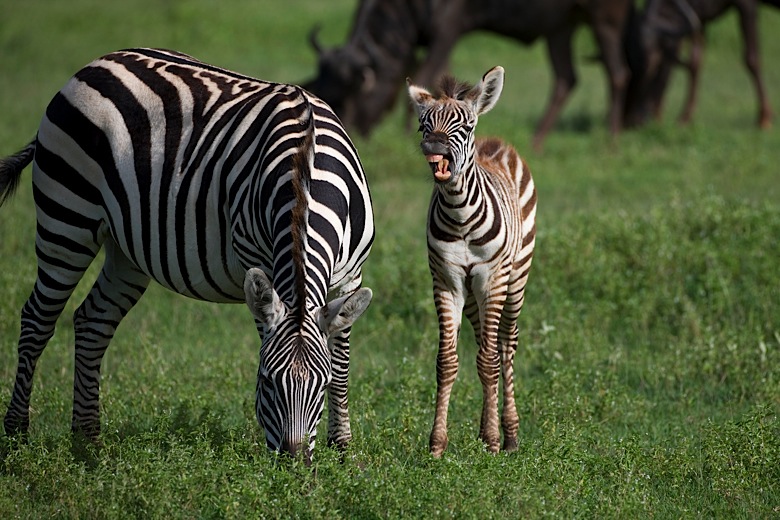 Zebra Baby Smile